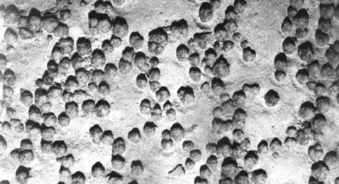 Dark Oxygen in Nodules on the Sea Floor | 360 on History